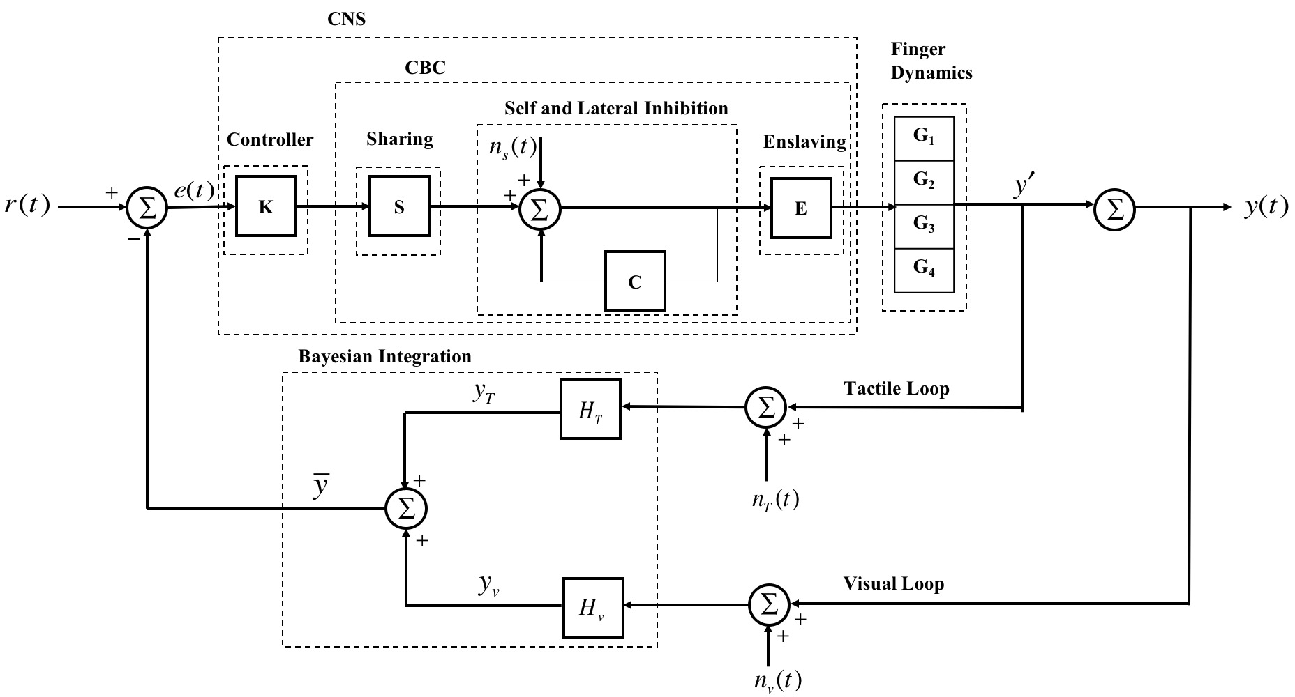 Unveiling the Neuro-Mechanical Mechanisms Underlying the Synergistic ... Unveiling the Neuro-Mechanical Mechanisms Underlying the Synergistic ...